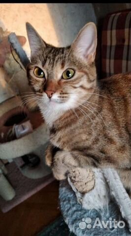 Кошка Жанна 8 месяцев, стерелизованна