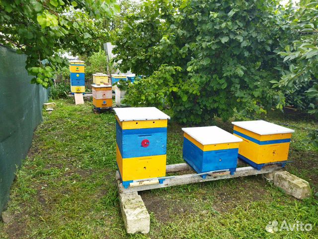 Продам пасеку