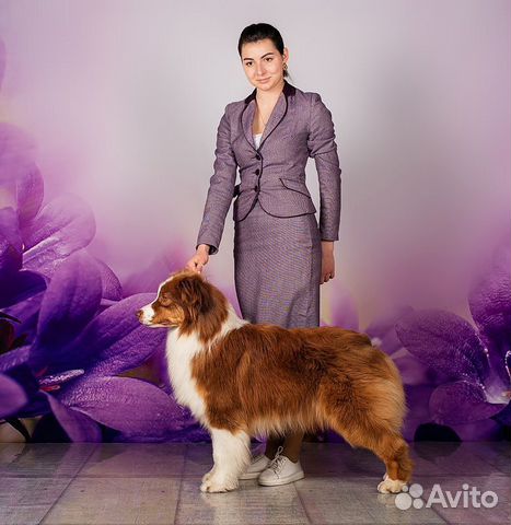 Молодой кобель австралийской овчарки (аусси)