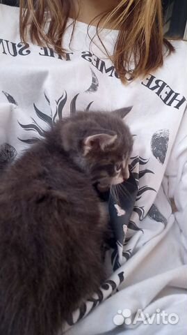 Отдам котенка в добрые руки