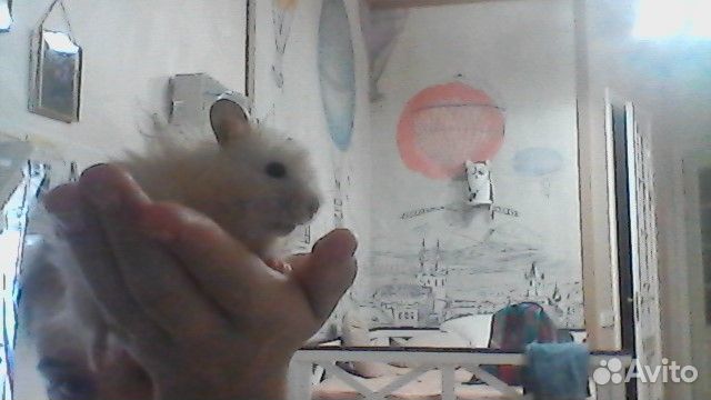 Ищем невесту