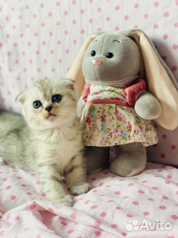 Шотландские вислоухие котята