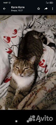 Кошки в плохих условия, нужен дом