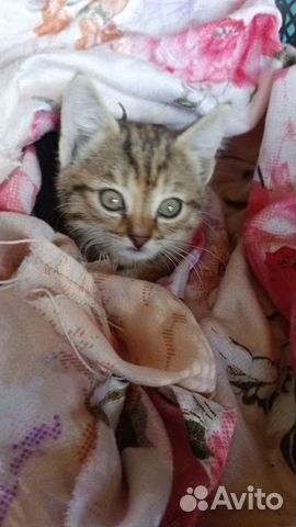 Кошки в добрые руки бесплатно