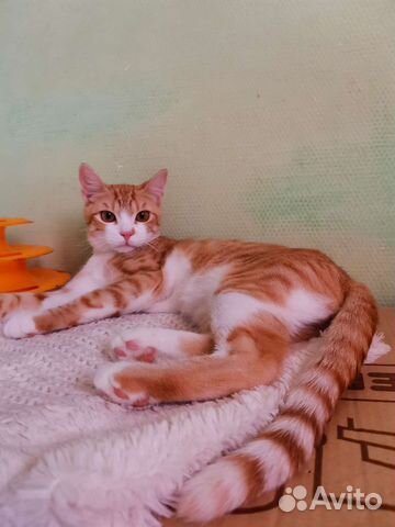 Жгучий красавец Мандарин