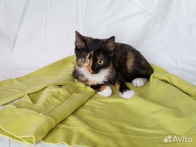 Котенок в добрые руки