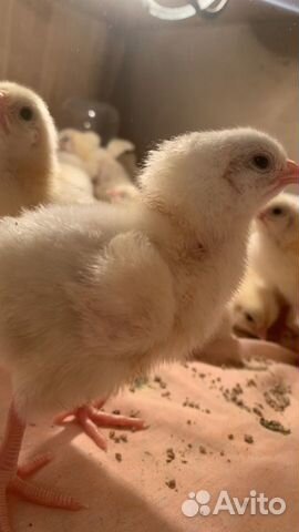 Бройлеры цыплята суточные