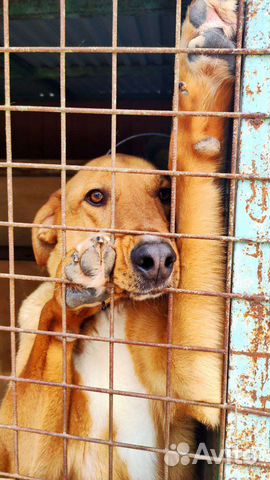 Манго угасает в приюте, почти потерял надежду