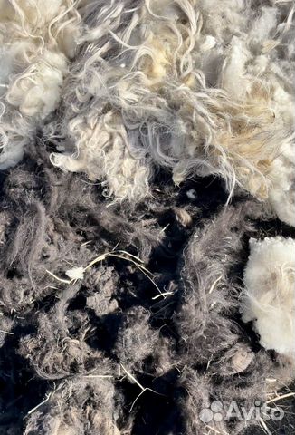 Шерсть овечья
