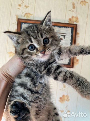 Котята