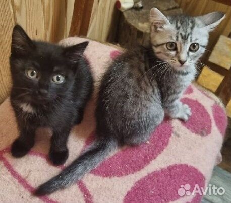 Красивая серая кошечка, 2 мес