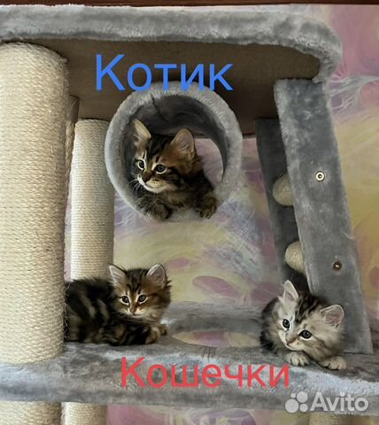 Котята курильский бобтейл
