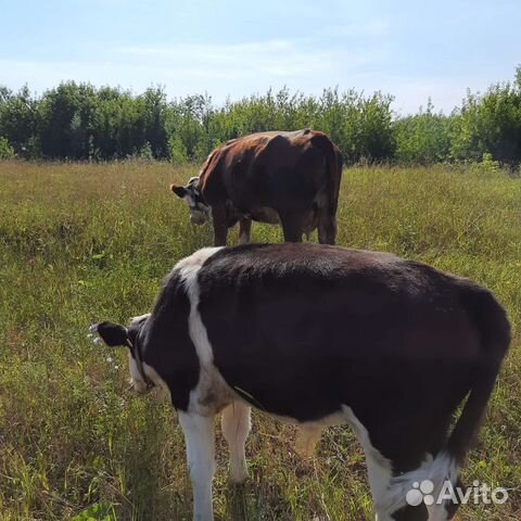 Корова с теленком