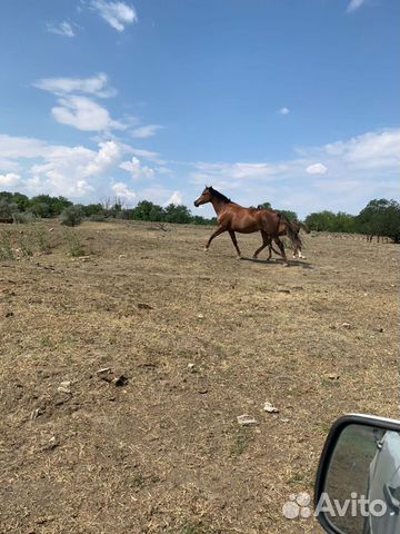 Кабыла с лошонкам
