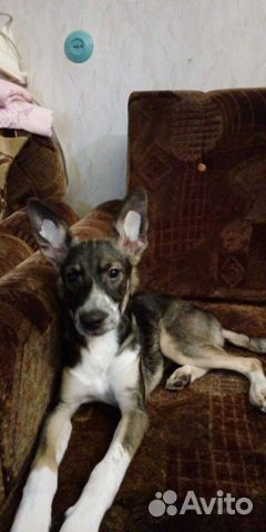 Ксолоитцкуинтли