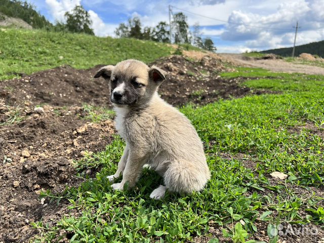 Кутенок. Отдам в хорошое руки