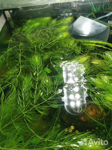 Неприхотливое растение роголистник в аквариум