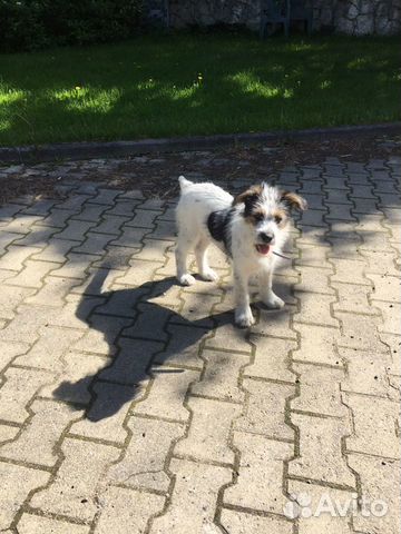 Щенок девочка