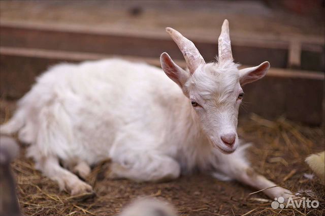 Коза на мясо