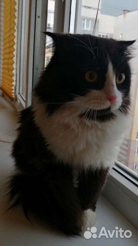 Котик