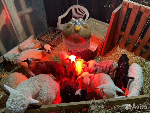 Пропали башки молочные 1-2 месяца