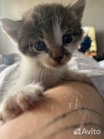 Котята в добрые руки бесплатно