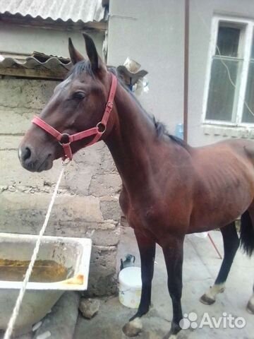 Элитный Жеребец