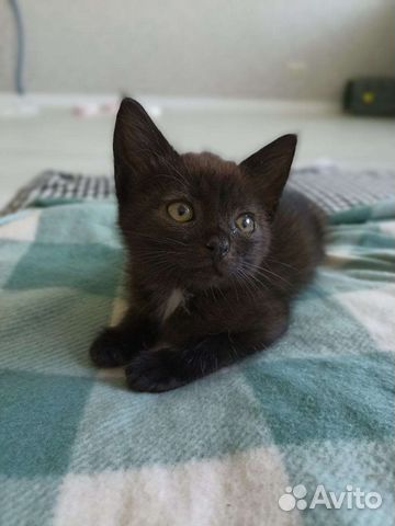 Котенок чёрный с белым пятнышком