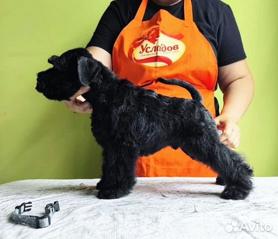 Цвергшнауцер