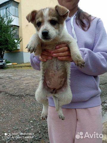 Щенки в добрые руки