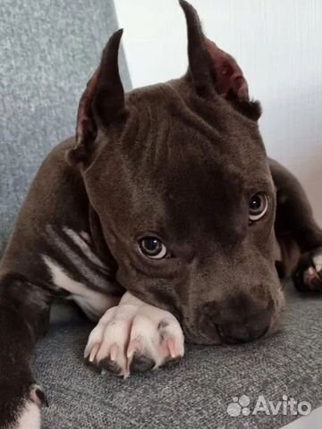 Голубые щенки аст. Профессиональный питомник