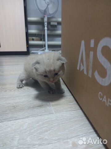 Отдам шотландских котят
