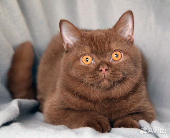 Британский котенок циннамон