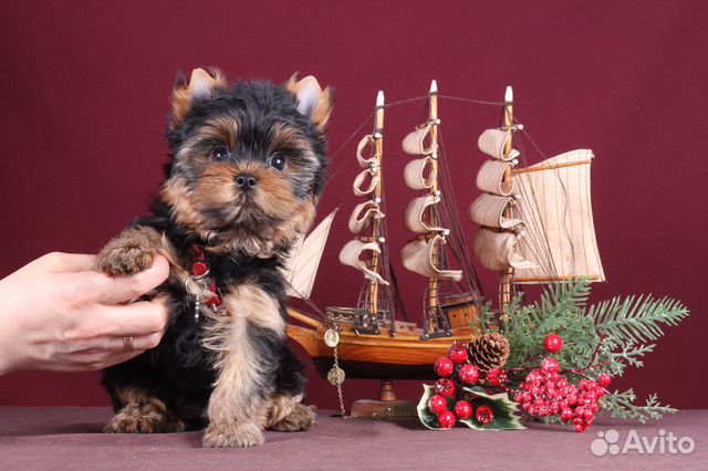 Йоркширский курносик Рокки.РКФ