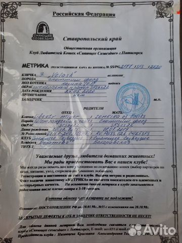 Домашние животные кошки