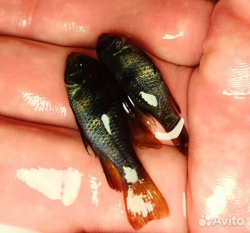 Апистограмма Черный рыцарь, классика, вуаль