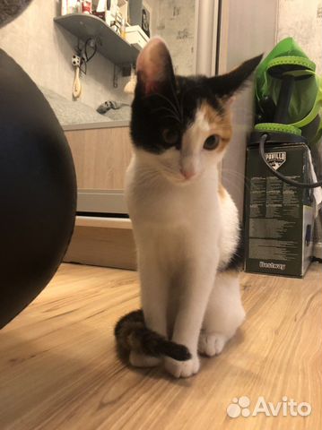 Котята