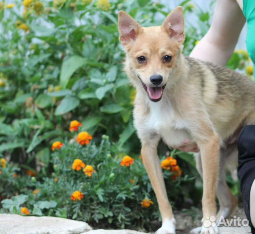 Некрупный мальчик Роки в добрые руки