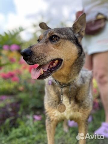 Собака в добрые руки, Ханяша из приюта ищет дом