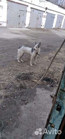 Девочка,1 год. Стерилизована