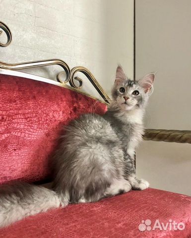 Кошка тикированное серебро
