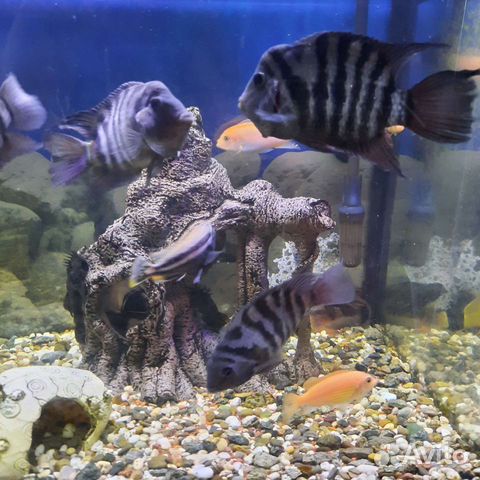 Цихлиды чернополосые