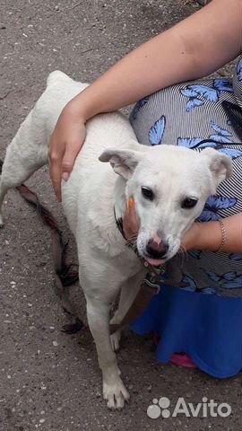 Собака в добрые руки отдам бесплатно