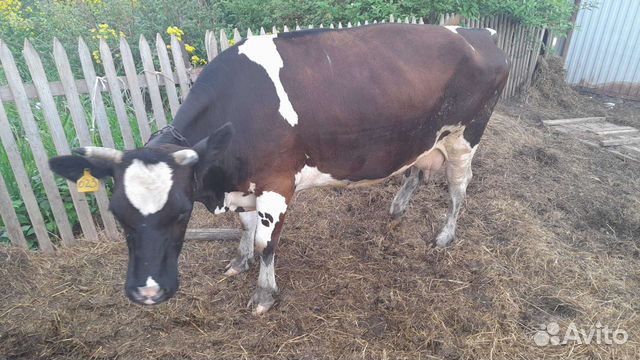 Корова дойная