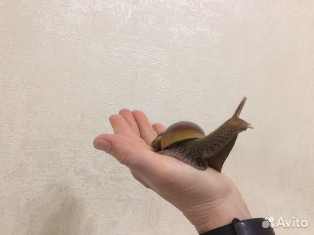 Продам Африканских улиток Ахатин тигр, Альбино