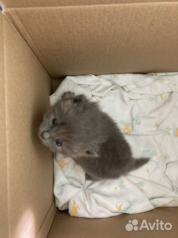 Котёнок в добрые руки бесплатно