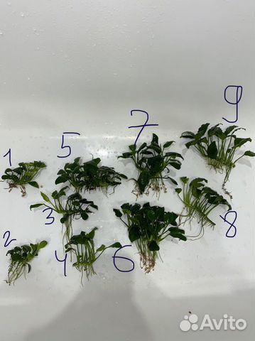 Аннубиас, криптокорины