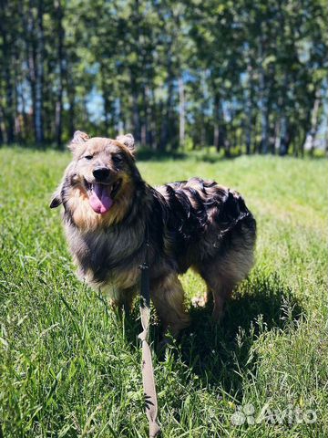 Робкая собачка Рокси ищет дом