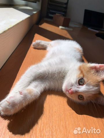 Котенок в добрые руки