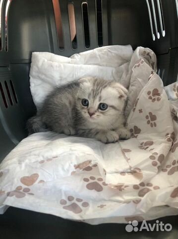 Шотландский вислоухий котёнок